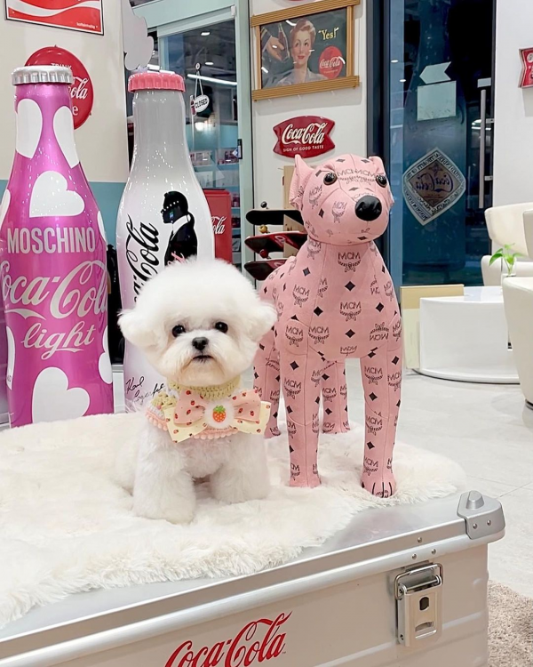 가득샵 앙증맞은 딸기 한 입 딸기폼 케이프 • 강아지 고양이 케이프 뜨개 케이프 머플러 스카프 목걸이 악세사리 페오펫몰