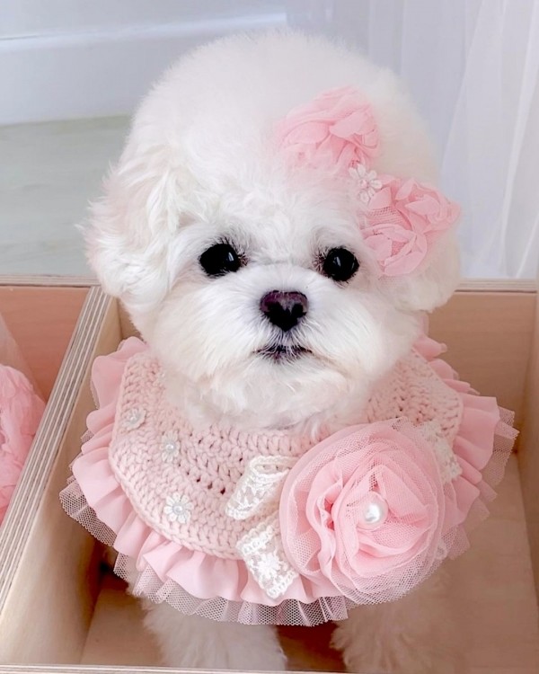 가득샵 사랑스러운 색감 커다란 레이스 꽃 진주꽃 코사지 케이프 • 강아지 고양이 케이프 뜨개 케이프 머플러 스카프 목걸이